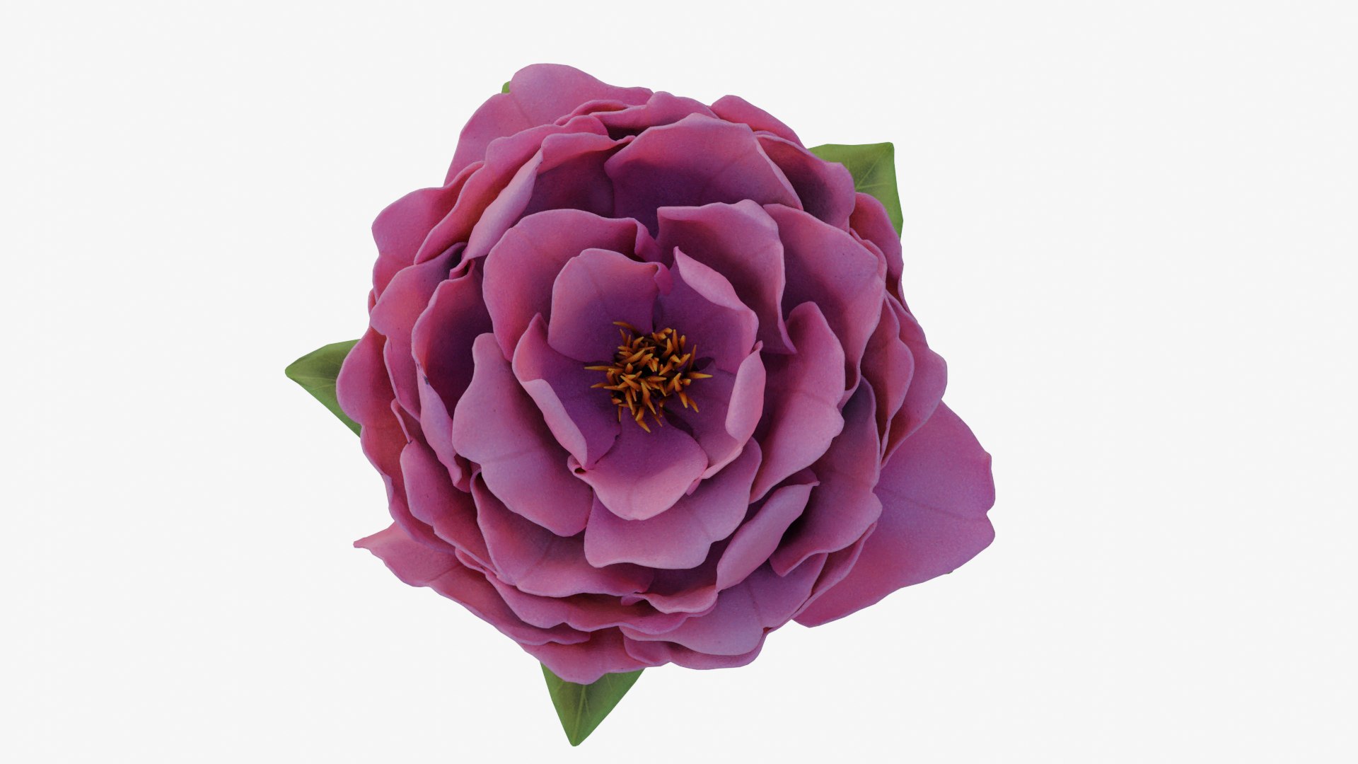 Peony Pink Flower 3D Model - TurboSquid 1549503