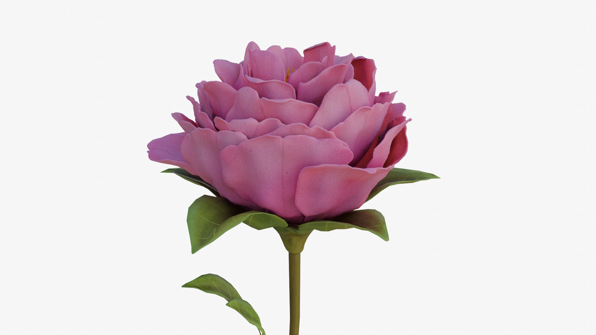 Peony Pink Flower 3D Model - TurboSquid 1549503