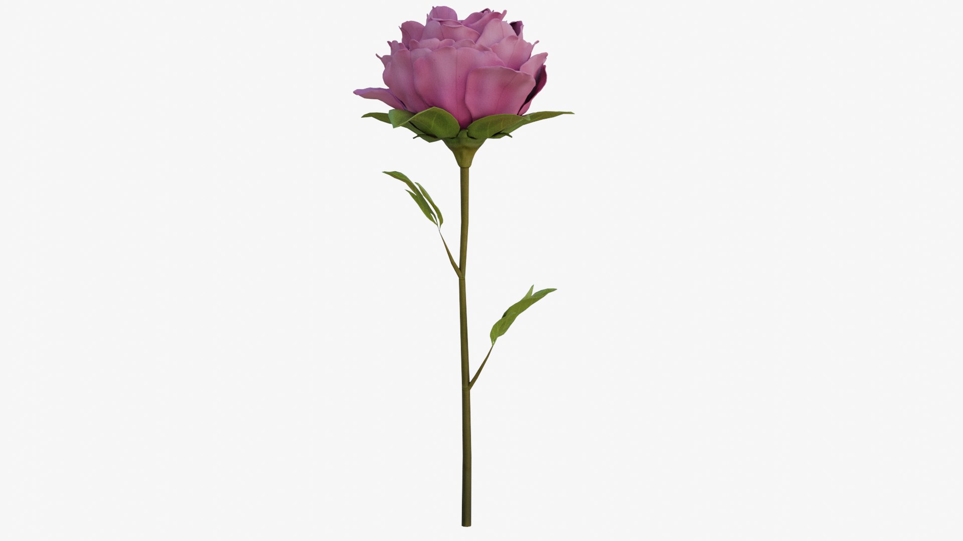 Peony Pink Flower 3D Model - TurboSquid 1549503