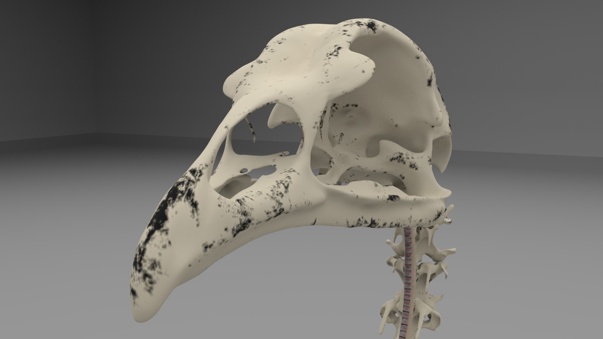 Poultry Chicken Anatomy Heart 3D - TurboSquid 1455938