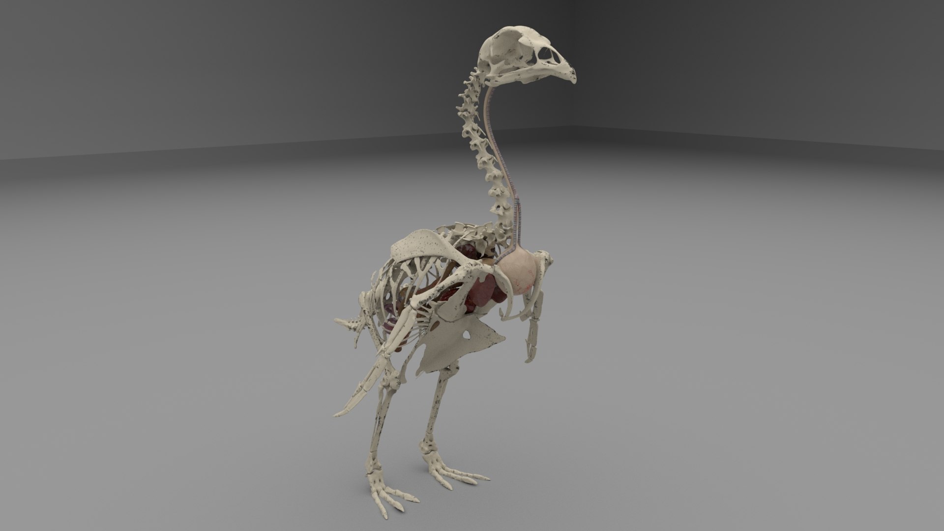 Poultry Chicken Anatomy Heart 3D - TurboSquid 1455938