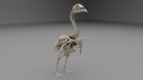 Anatomía Del Hueso De Pollo Documento Sin Título