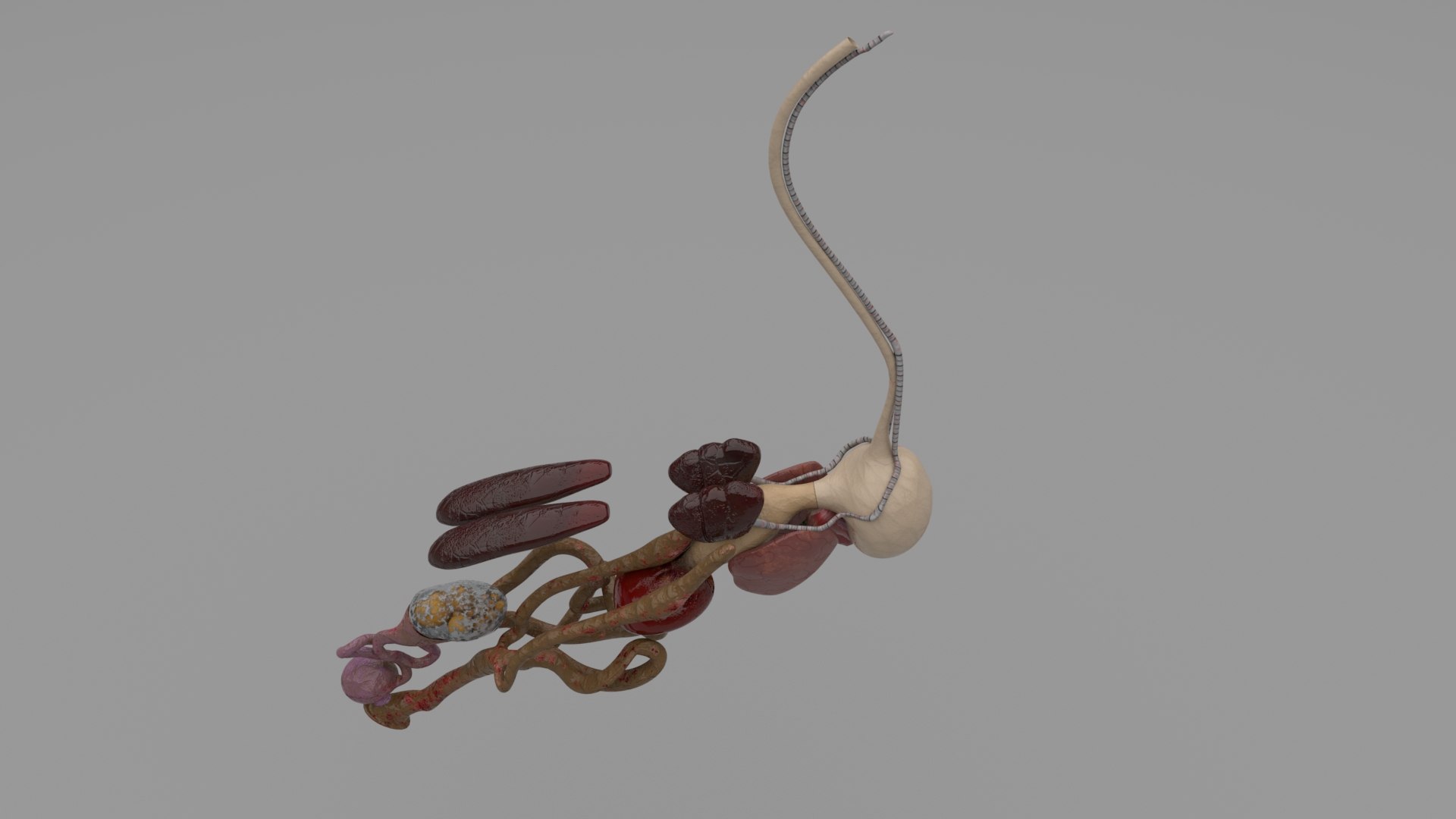 Poultry Chicken Anatomy Heart 3D - TurboSquid 1455938