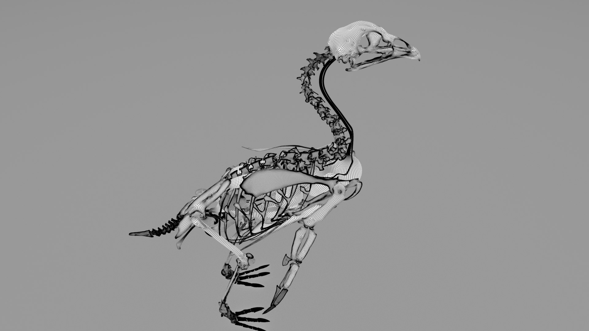 Poultry Chicken Anatomy Heart 3D - TurboSquid 1455938