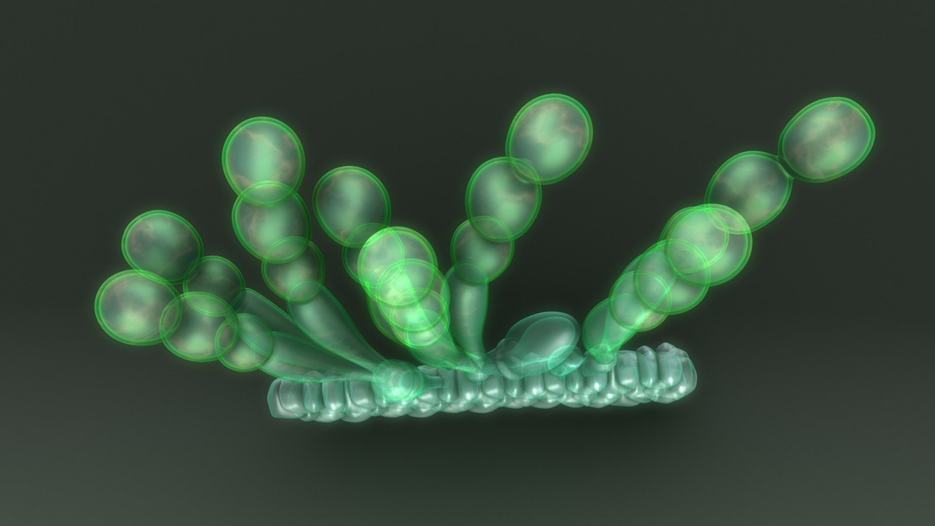 3d Albugo Genus Oomycetes Model