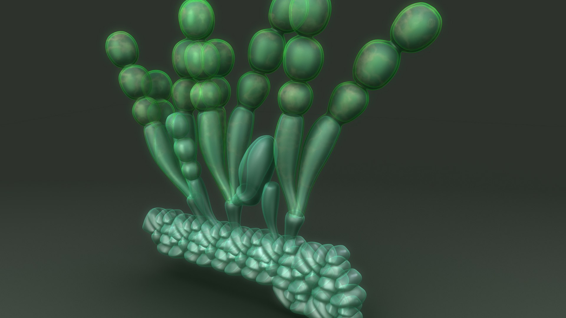 3d Albugo Genus Oomycetes Model