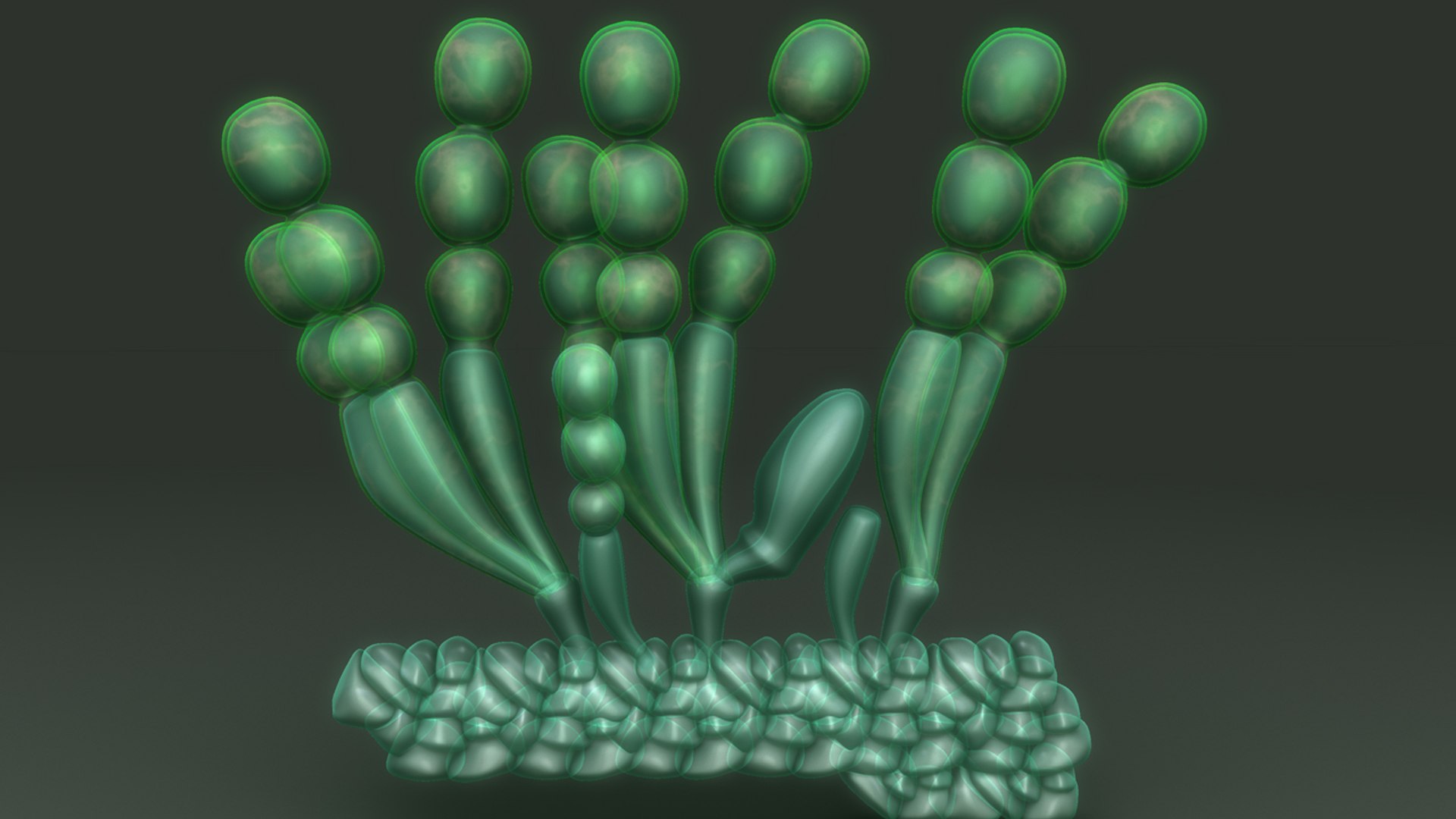 3d Albugo Genus Oomycetes Model