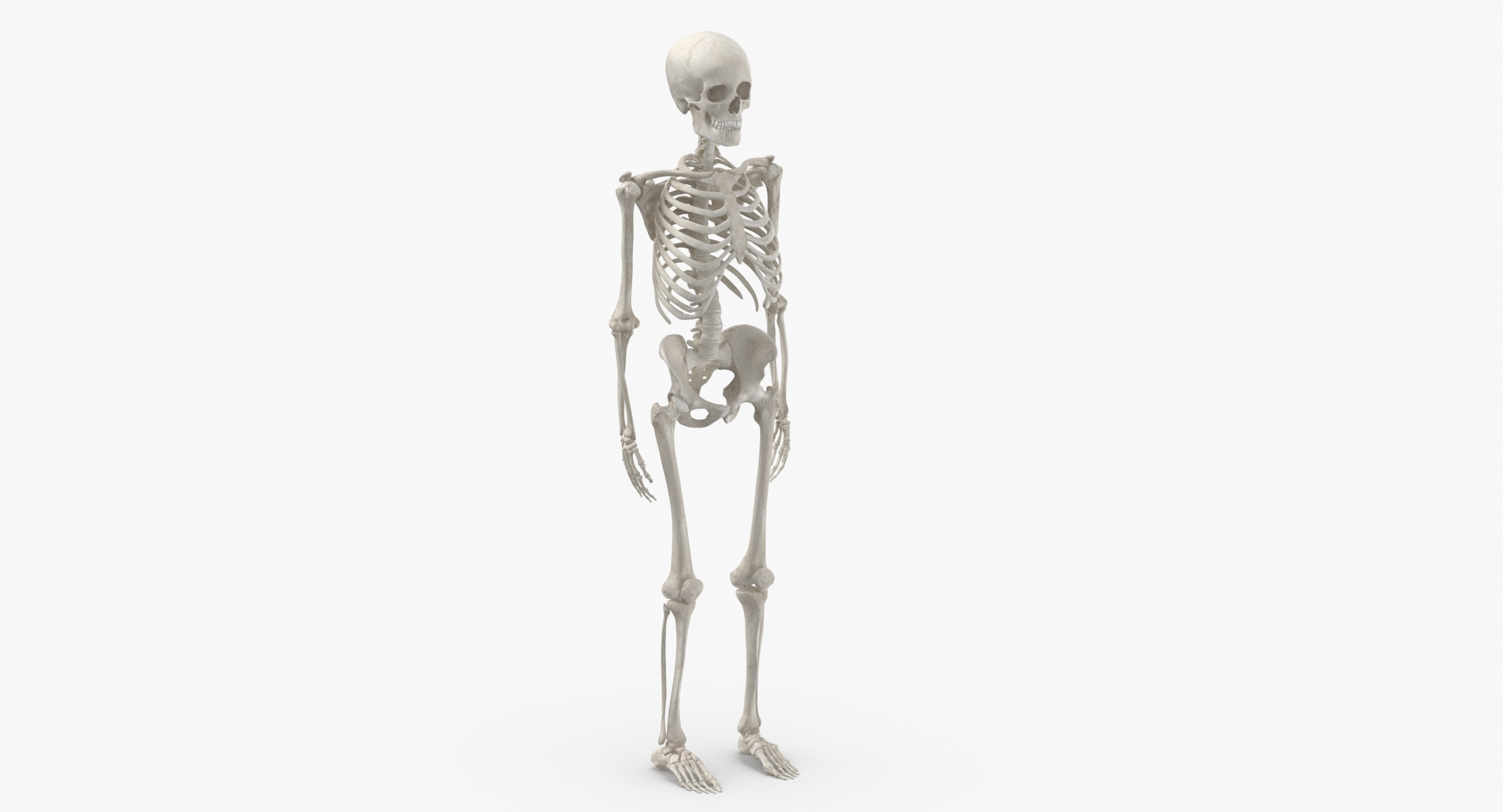 Human male skeleton bones 3D model - TurboSquid 1687591