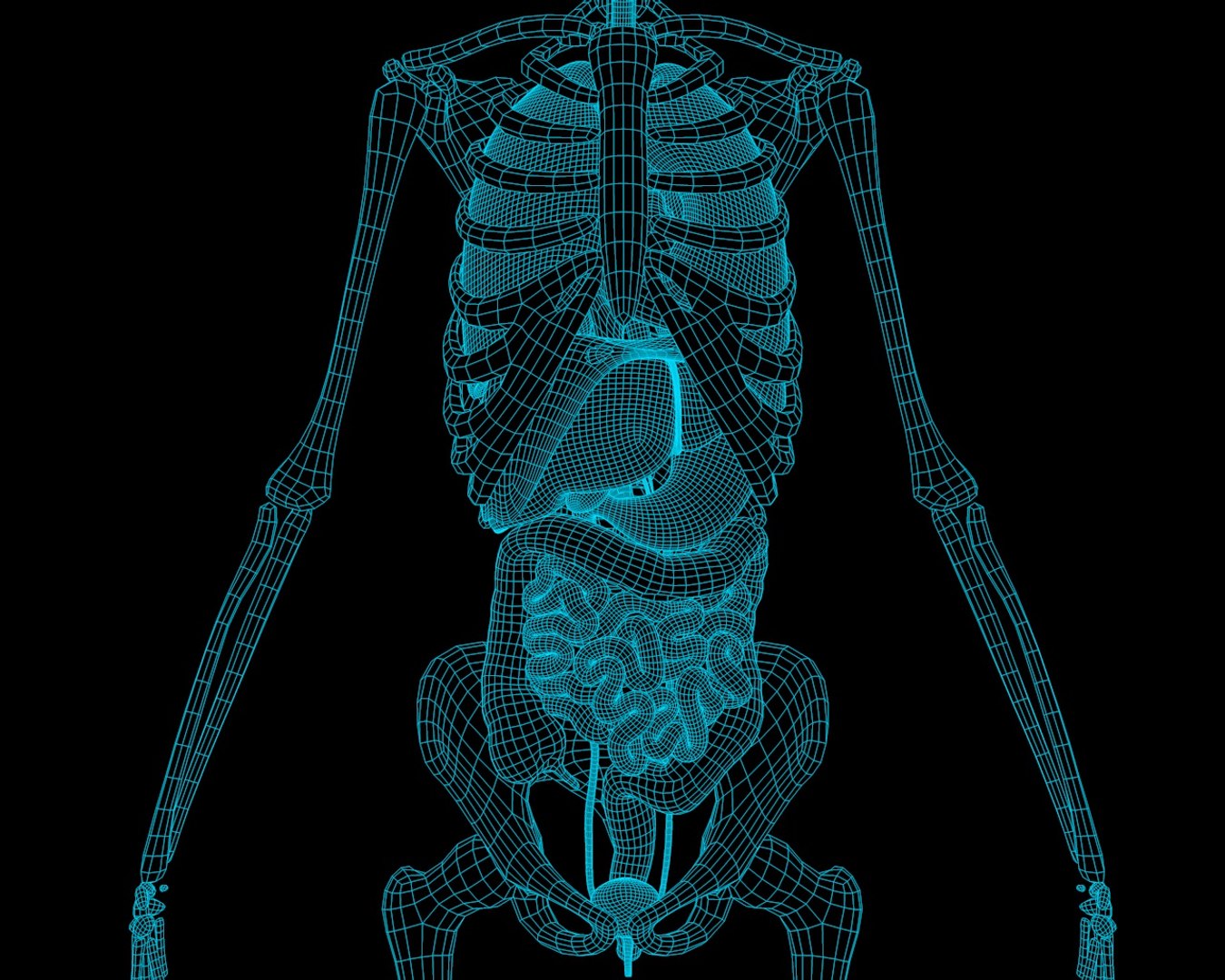 Xray Thorax Abdomen Internal Organs 3d 3ds