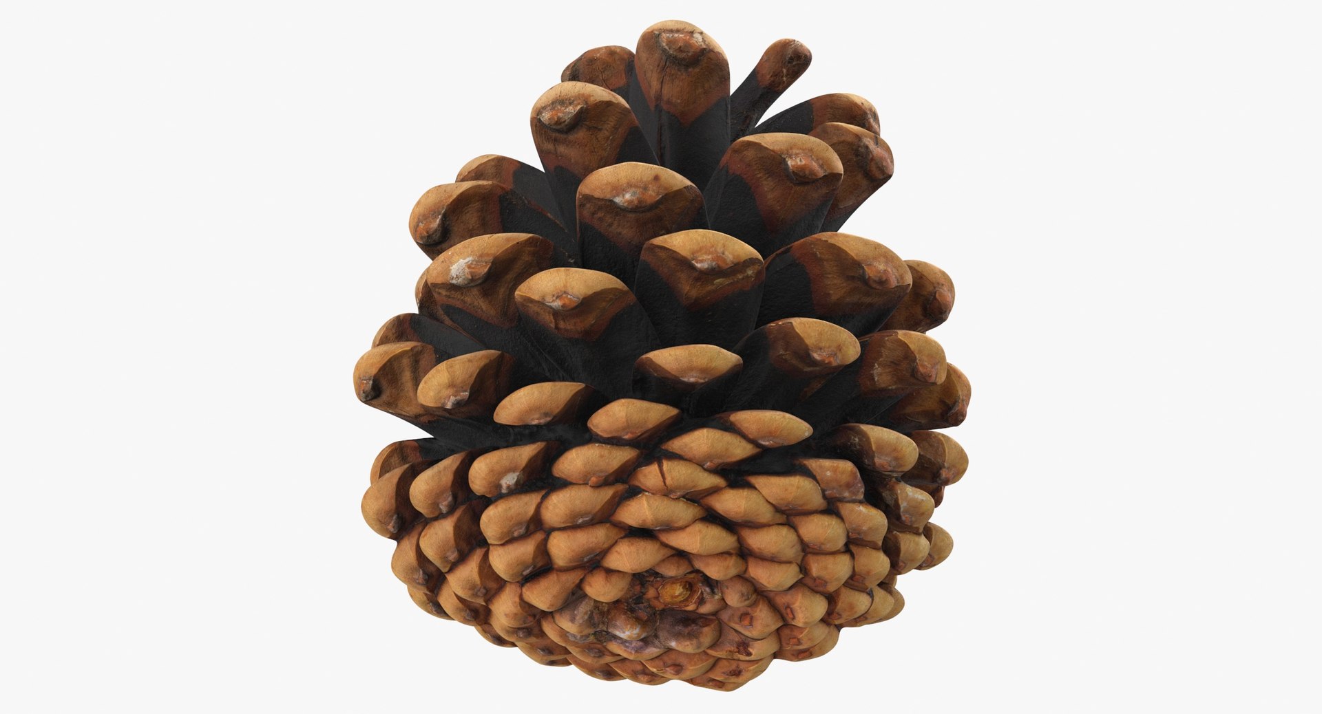 3D Prop 16 Pine Cones Type 01 - TurboSquid 2146748