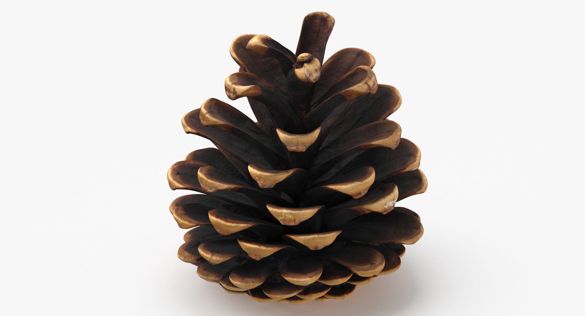 3D Prop 16 Pine Cones Type 01 - TurboSquid 2146748
