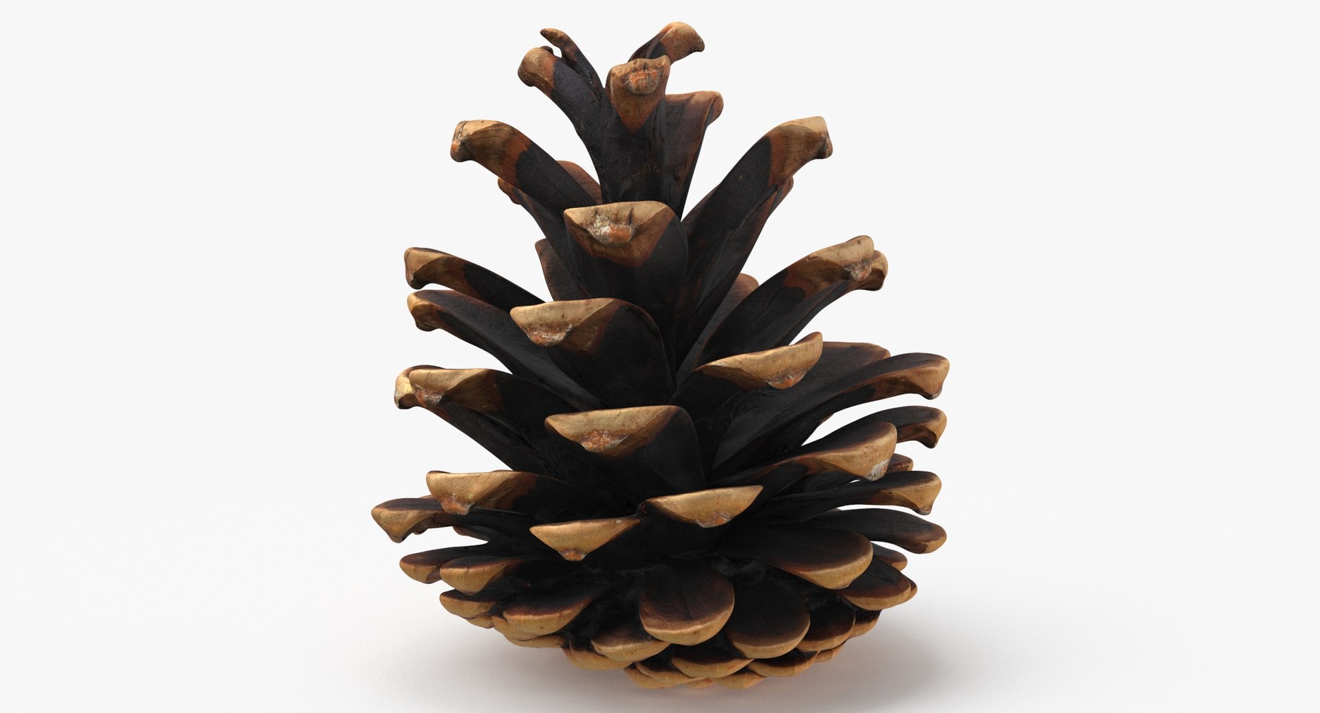 3D Prop 16 Pine Cones Type 01 - TurboSquid 2146748