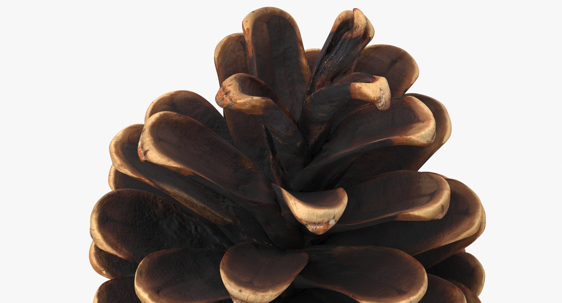3D Prop 16 Pine Cones Type 01 - TurboSquid 2146748