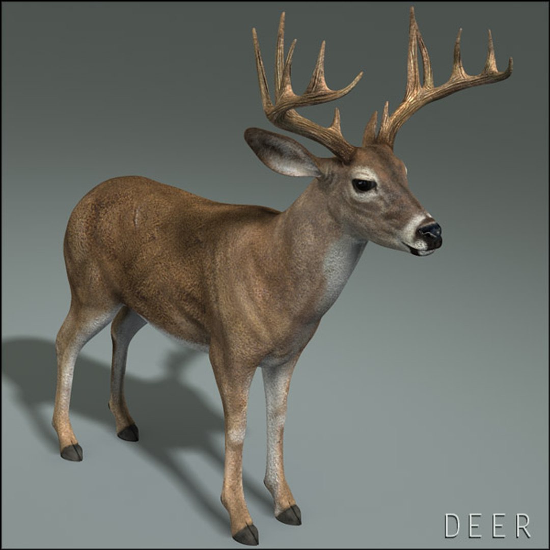 Deer White 3d Model