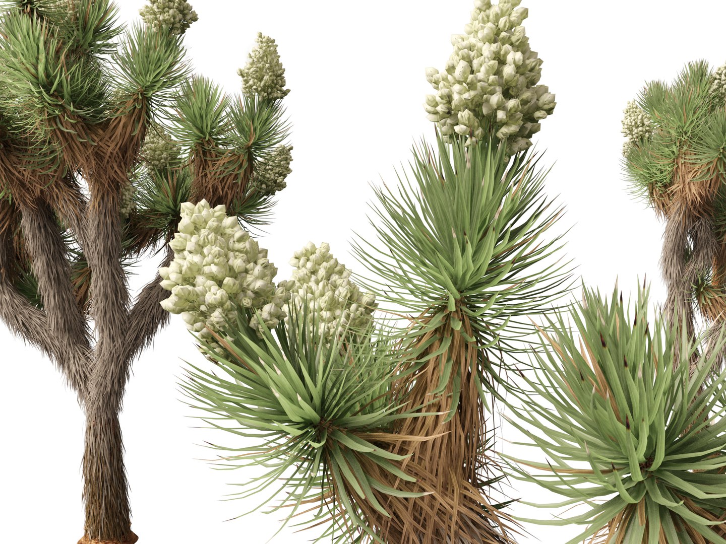 3D Model Yucca Brevifolia - Joshua Tree - TurboSquid 2139076