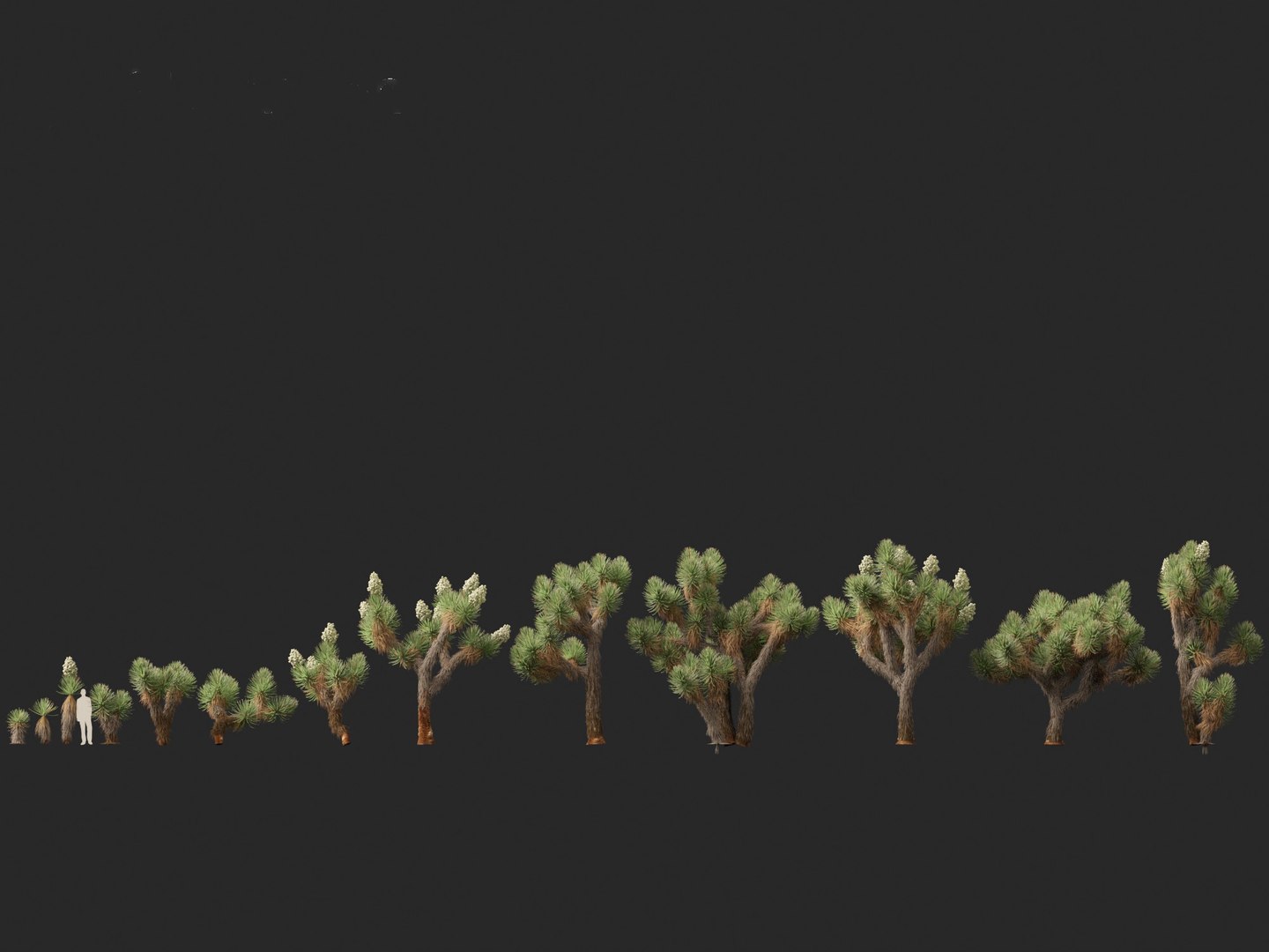 3D Model Yucca Brevifolia - Joshua Tree - TurboSquid 2139076