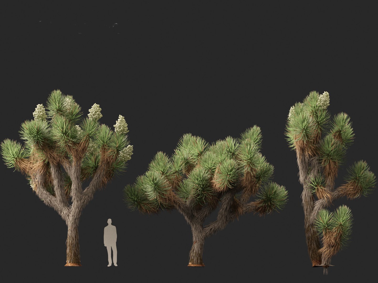 3D Model Yucca Brevifolia - Joshua Tree - TurboSquid 2139076