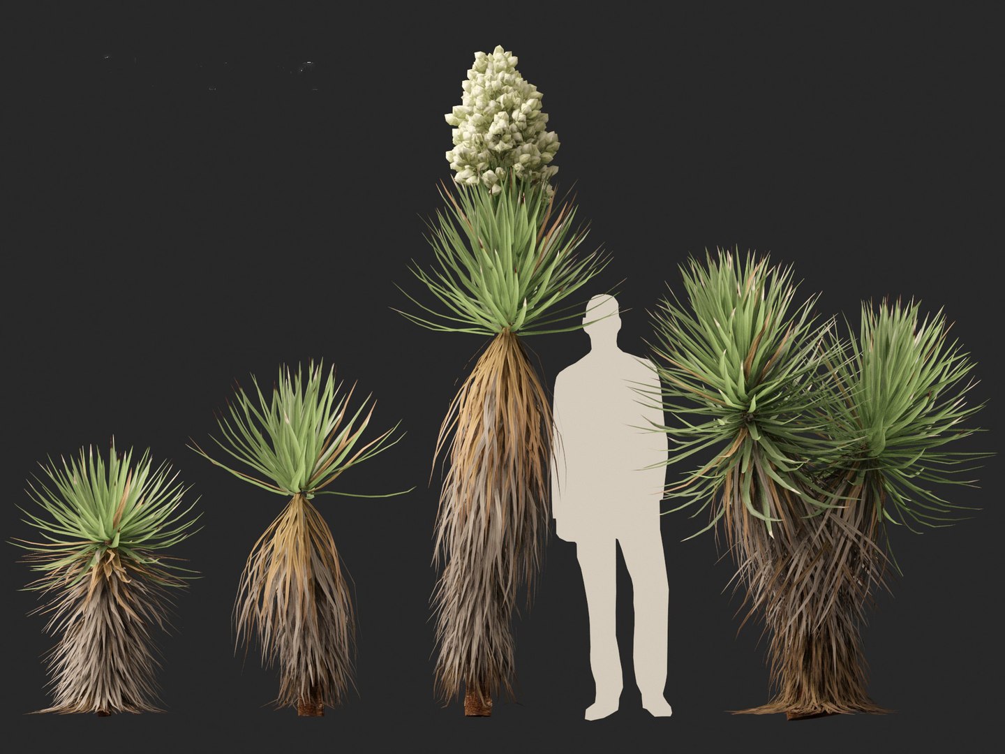 3D Model Yucca Brevifolia - Joshua Tree - TurboSquid 2139076