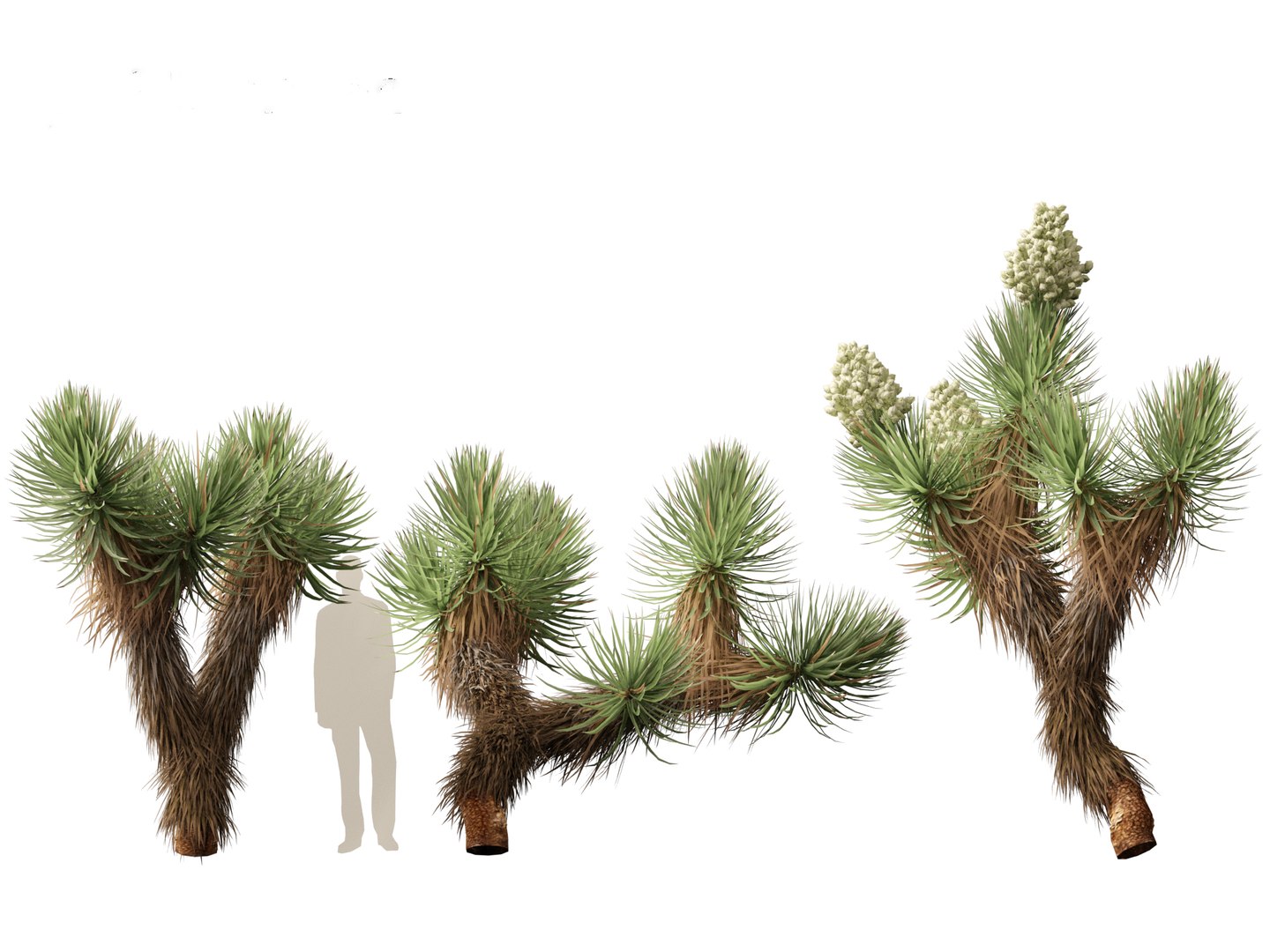 3D Model Yucca Brevifolia - Joshua Tree - TurboSquid 2139076