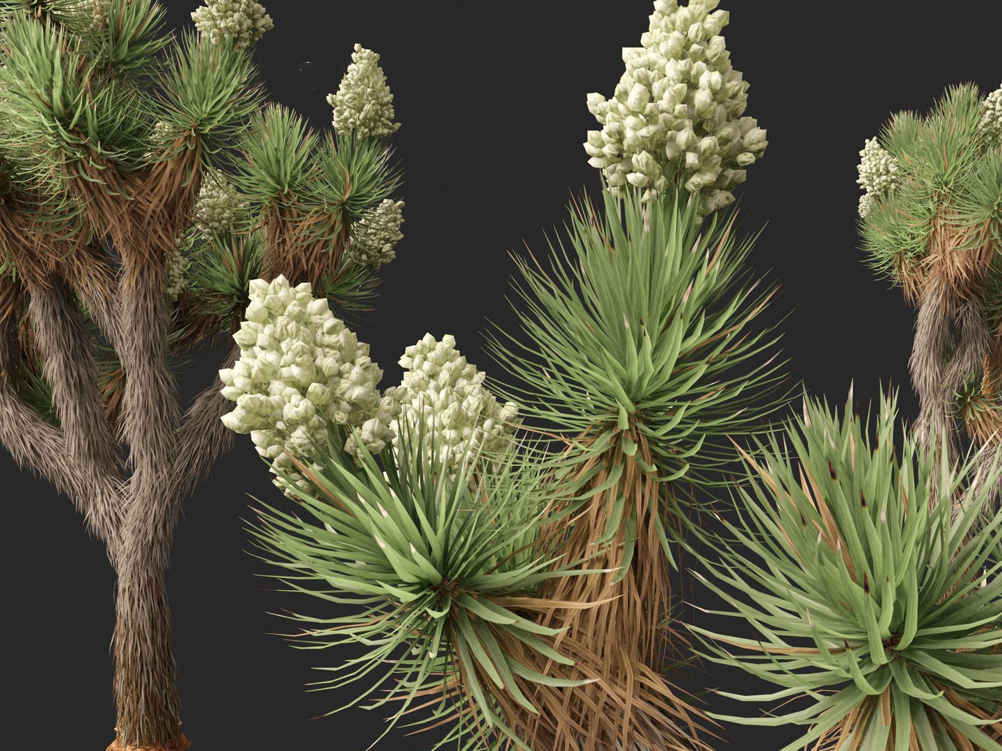 3D Model Yucca Brevifolia - Joshua Tree - TurboSquid 2139076