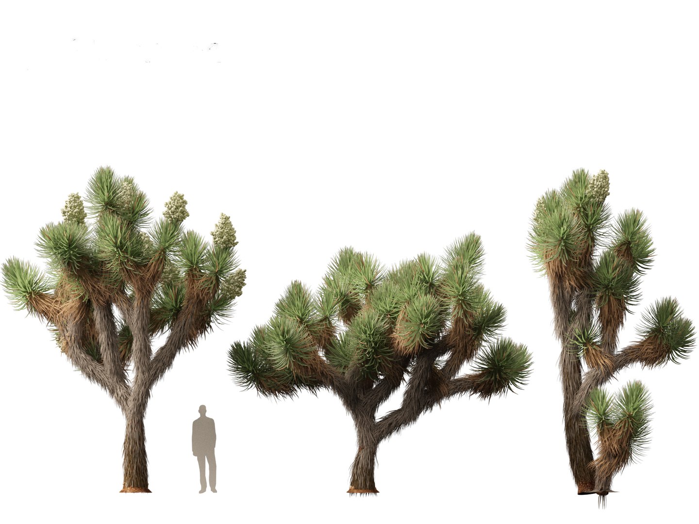 3D Model Yucca Brevifolia - Joshua Tree - TurboSquid 2139076