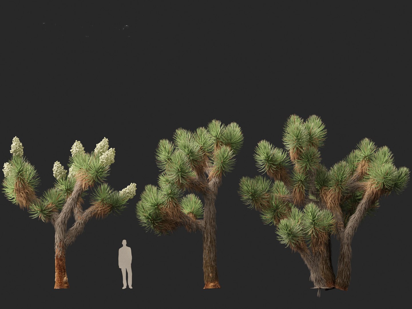 3D Model Yucca Brevifolia - Joshua Tree - TurboSquid 2139076