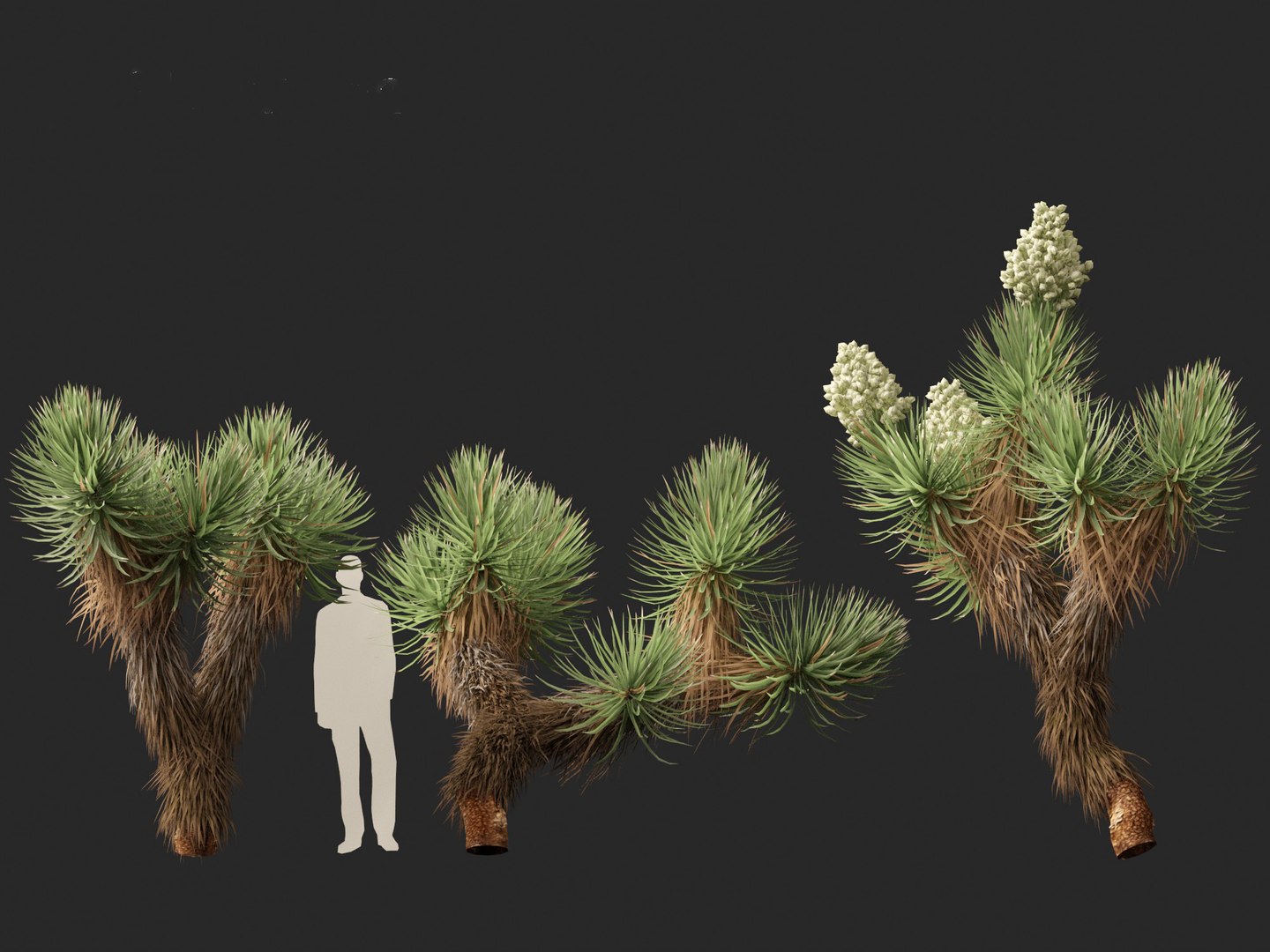 3D Model Yucca Brevifolia - Joshua Tree - TurboSquid 2139076