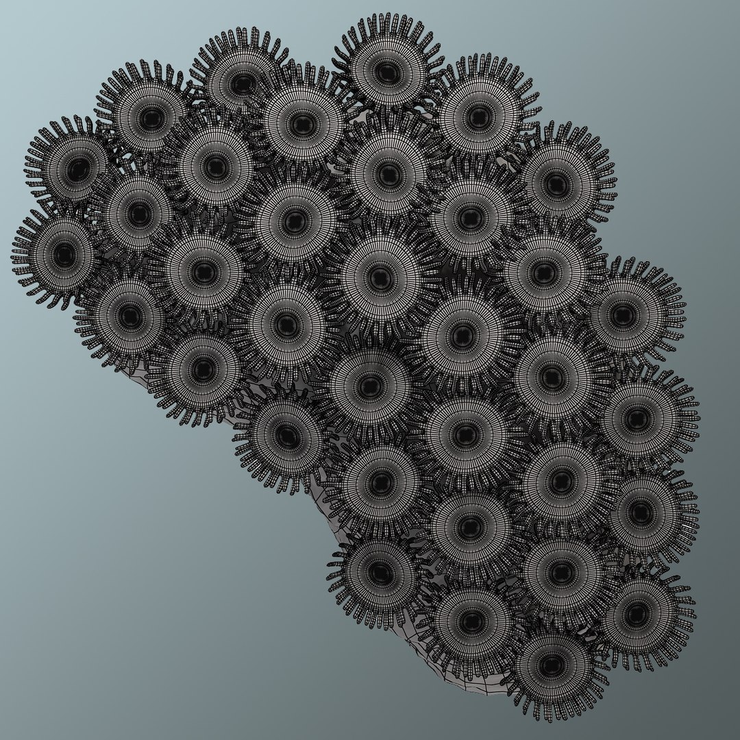 3d Zoanthid Coral Polyp Model