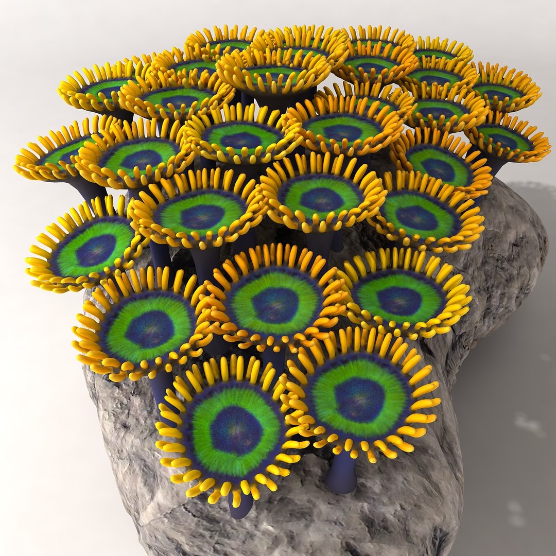 3d Zoanthid Coral Polyp Model