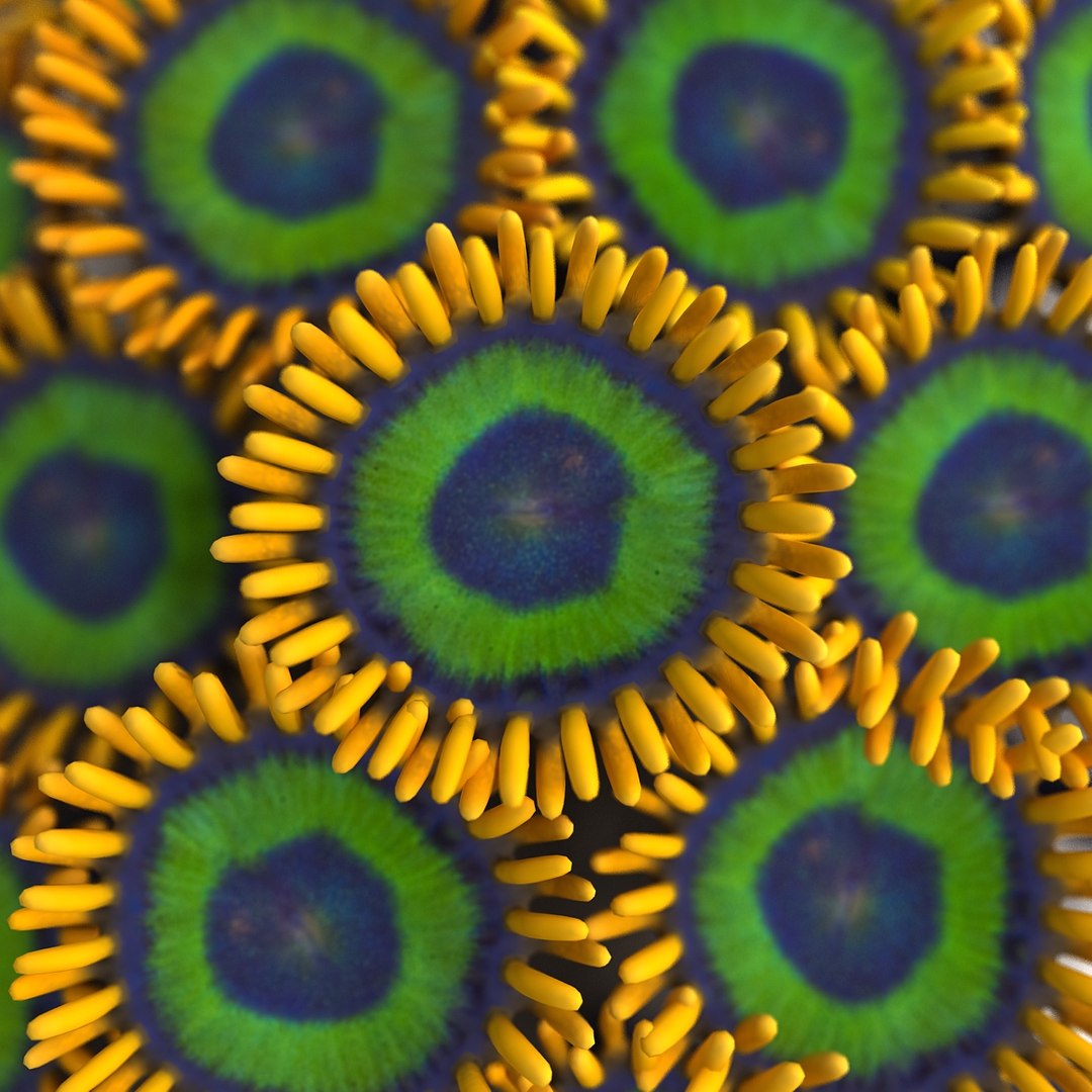 3d Zoanthid Coral Polyp Model