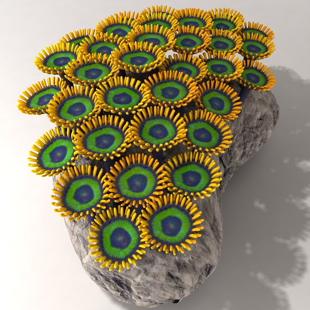 3d Zoanthid Coral Polyp Model