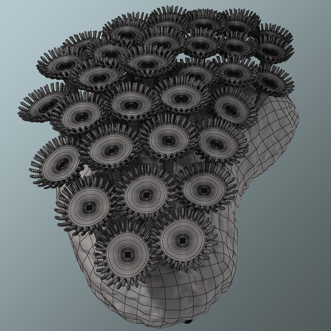 3d Zoanthid Coral Polyp Model