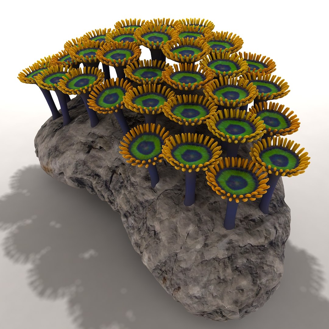 3d Zoanthid Coral Polyp Model