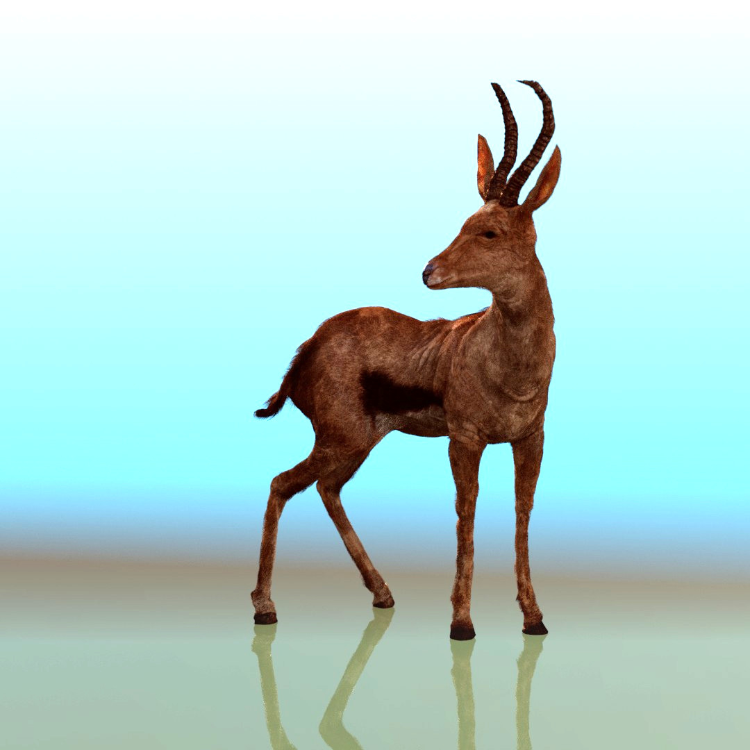 Buck Springbok Impala 3d Model
