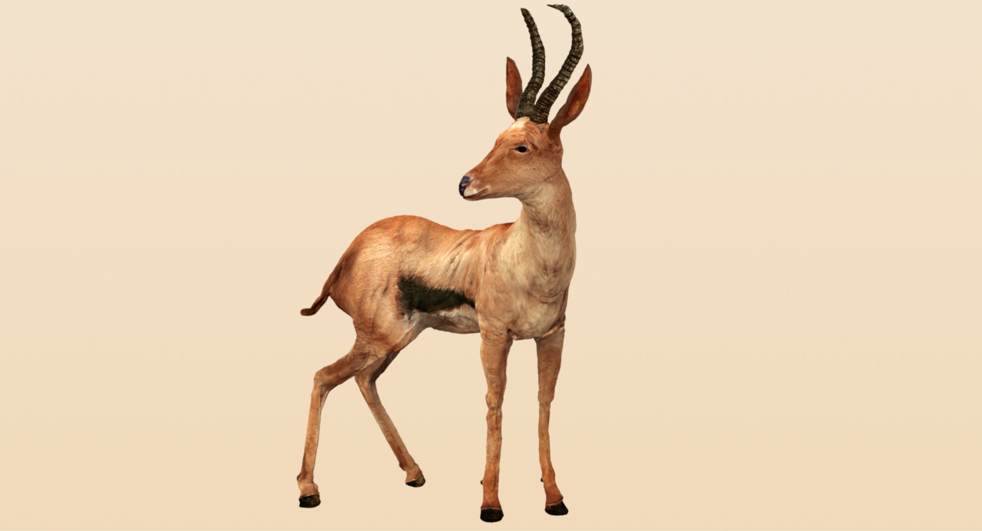 Buck Springbok Impala 3d Model