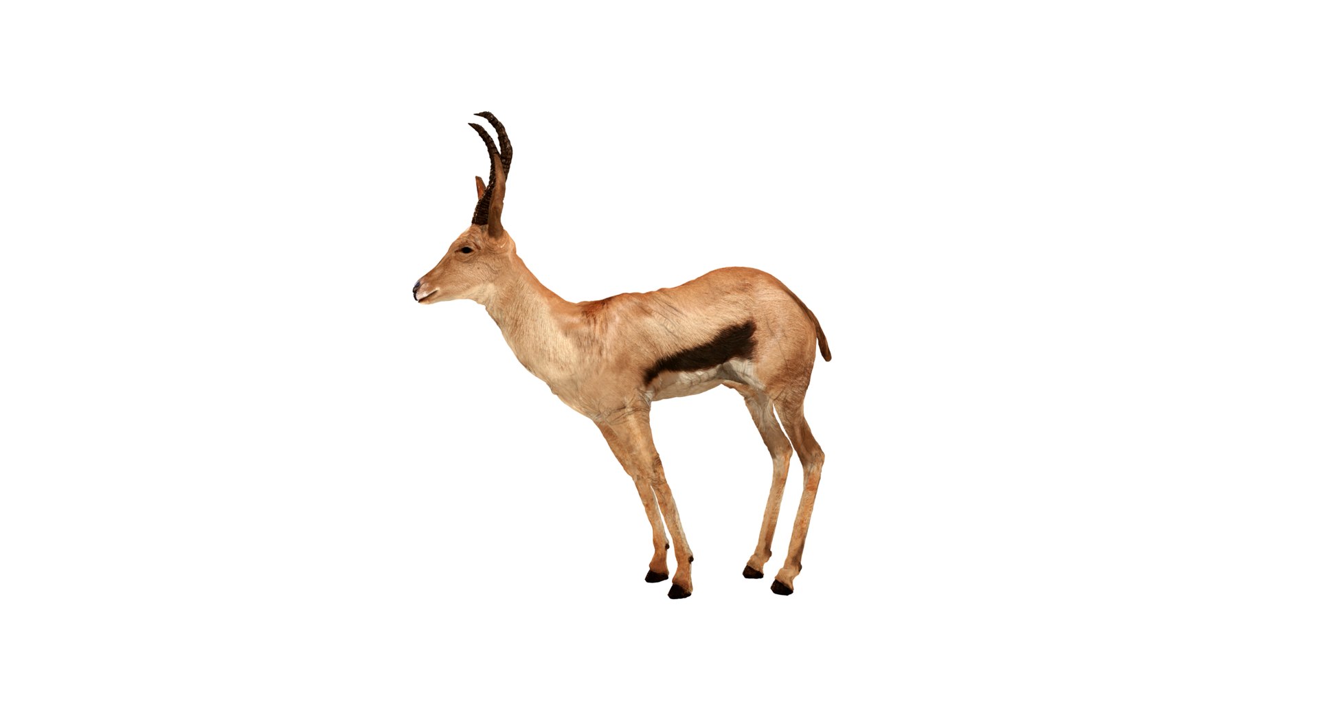 Buck Springbok Impala 3d Model
