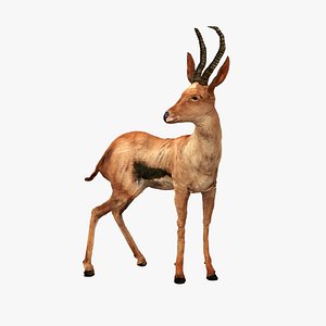 3D Springbok Models | TurboSquid