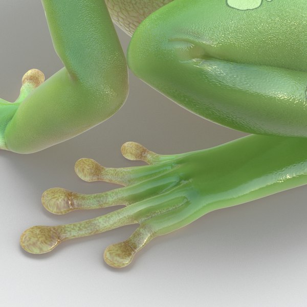 australian green tree frog 3d model
