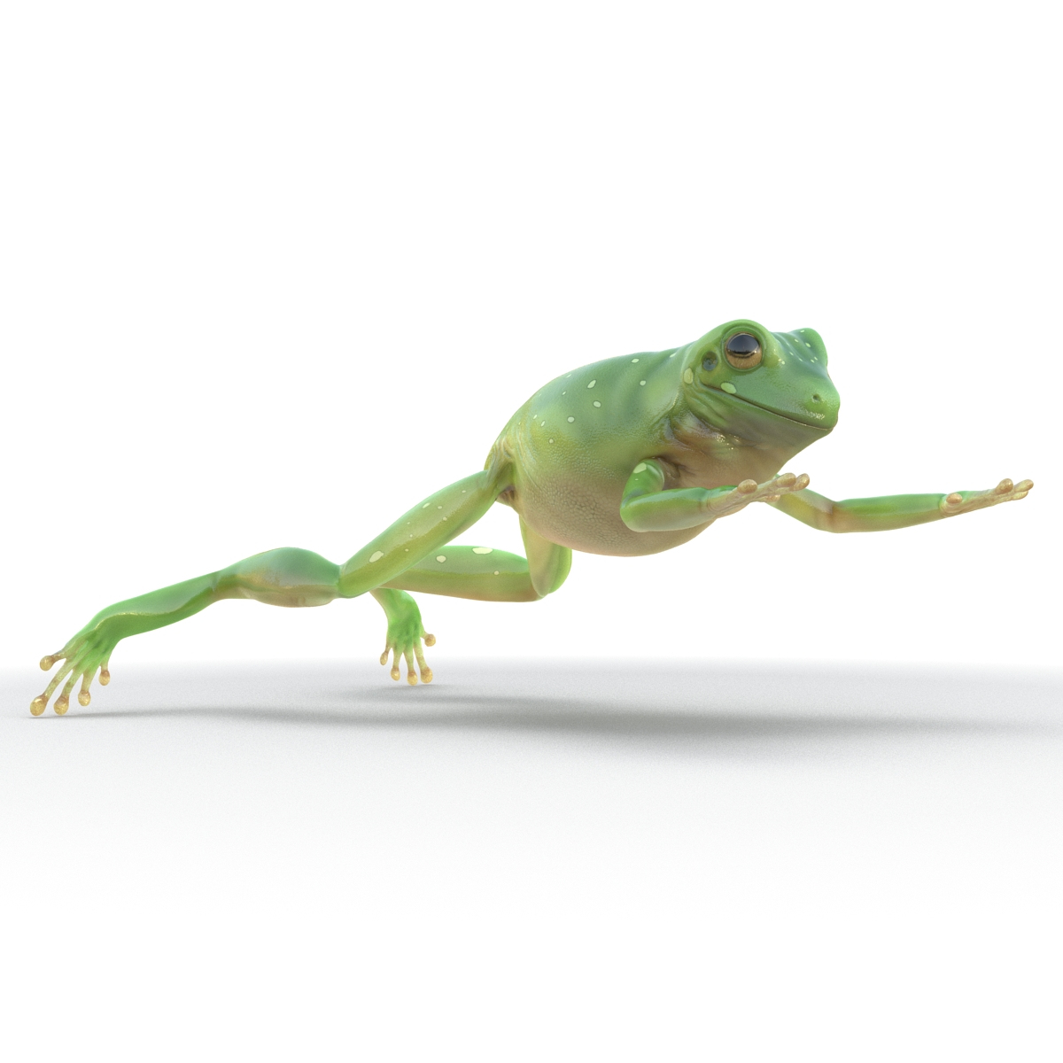 australian green tree frog 3d model
