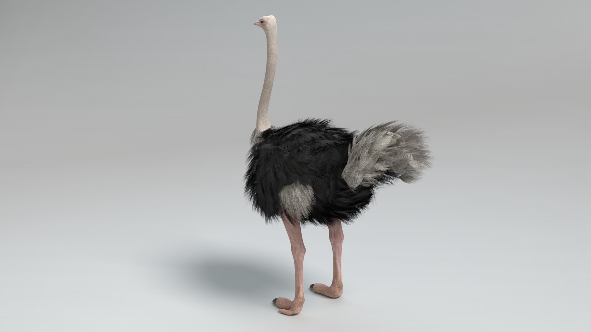 3D Ostrich Pbr - TurboSquid 1531712