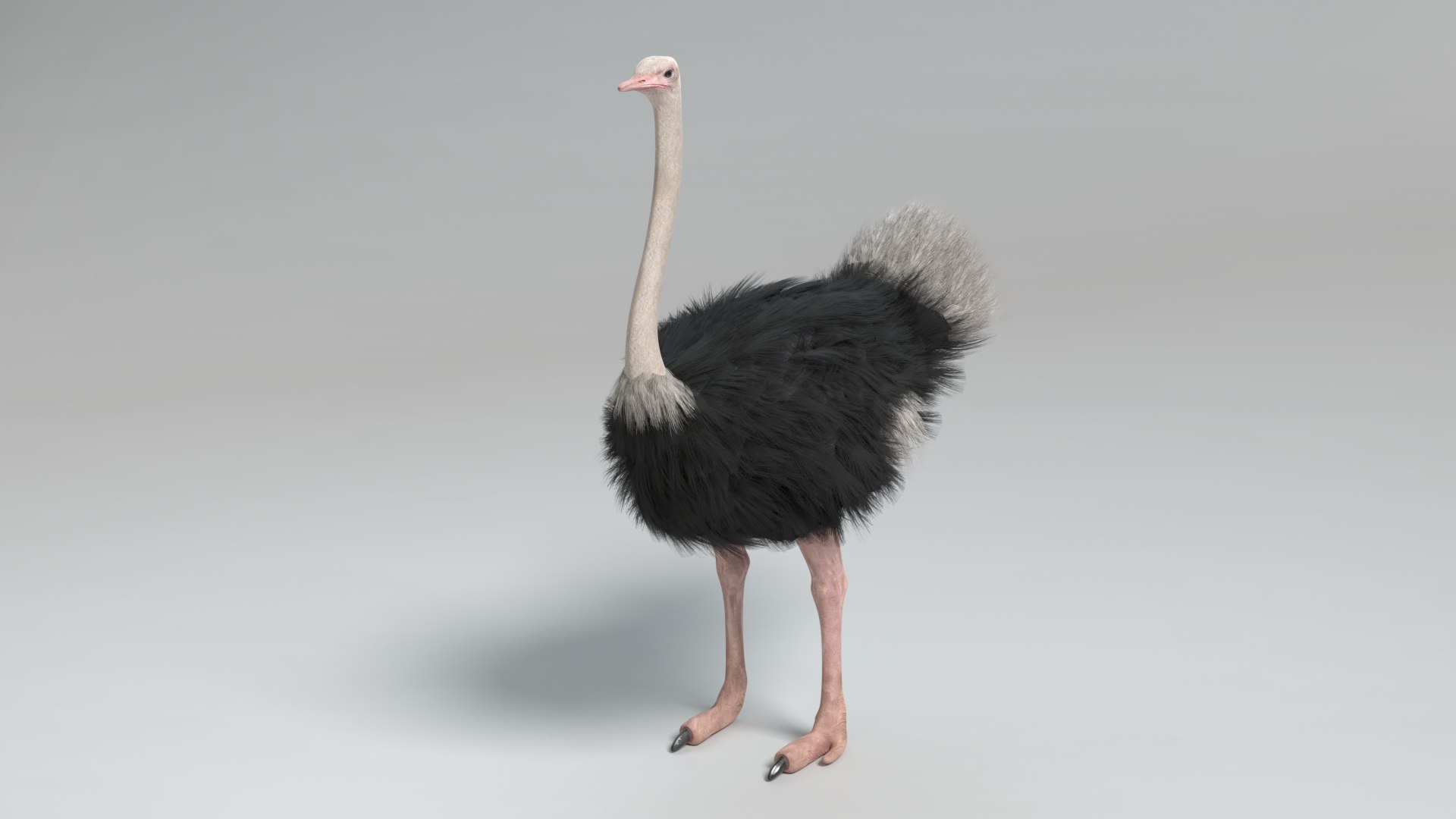 3D Ostrich Pbr - TurboSquid 1531712