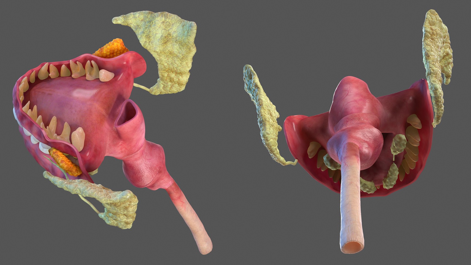 Human digestive anatomy 3D model - TurboSquid 1468961