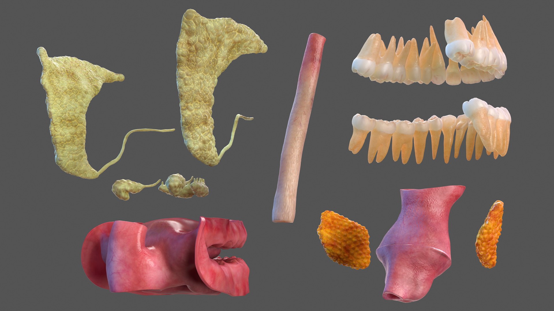 Human Digestive Anatomy 3D Model - TurboSquid 1468961