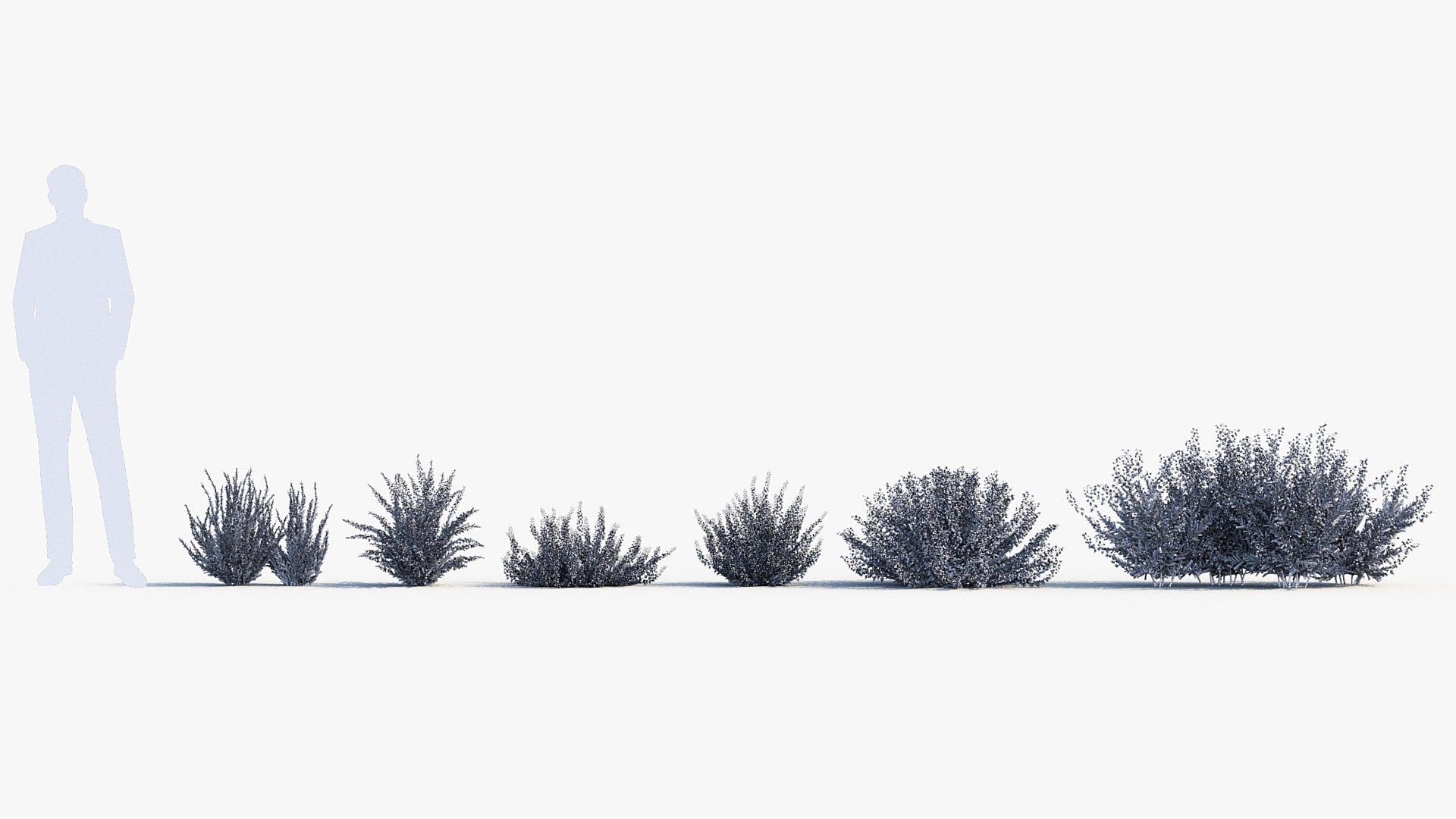 3D Calluna Vulgaris Scotch Heather 3D Model Model - TurboSquid 2048596