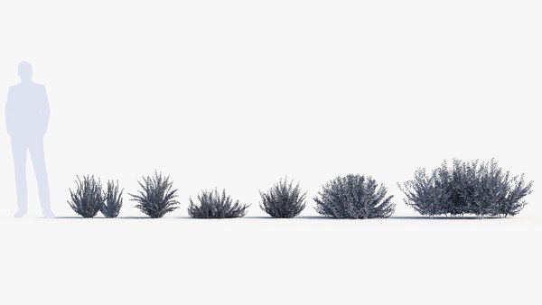 modelo 3d Calluna vulgaris Scotch heather 3D Model - TurboSquid 2048596