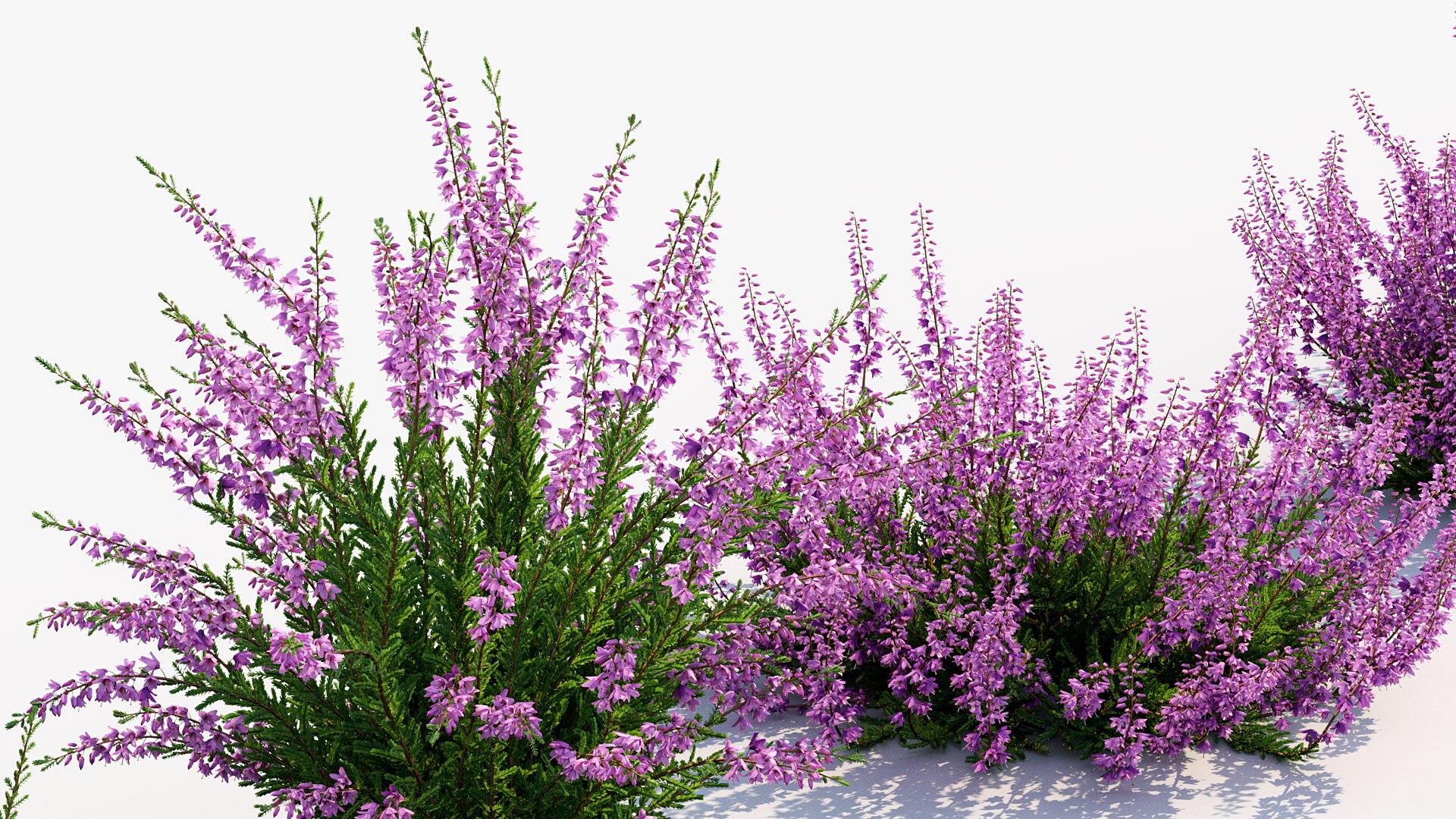 3D Calluna Vulgaris Scotch Heather 3D Model Model - TurboSquid 2048596