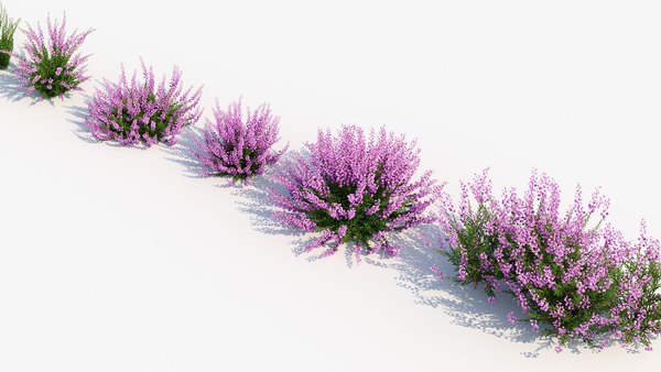 modelo 3d Calluna vulgaris Scotch heather 3D Model - TurboSquid 2048596
