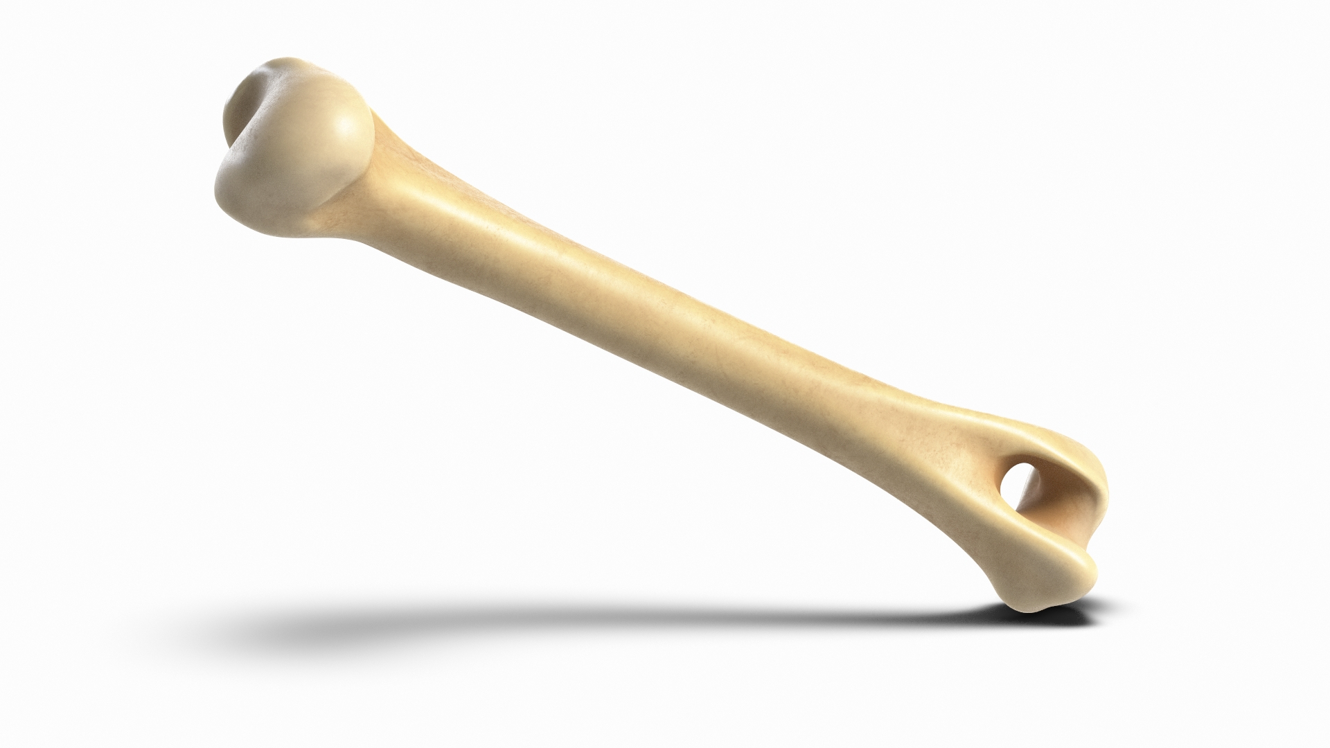 Bone Pbr 3D Model - TurboSquid 1542689