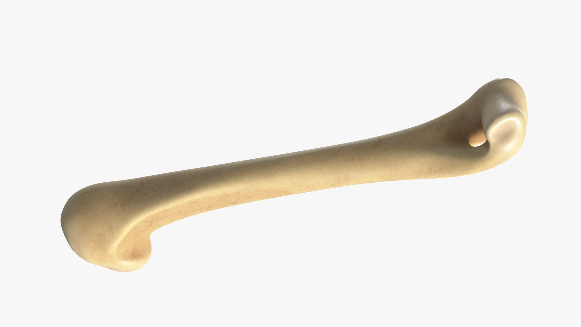 Bone Pbr 3D Model - TurboSquid 1542689