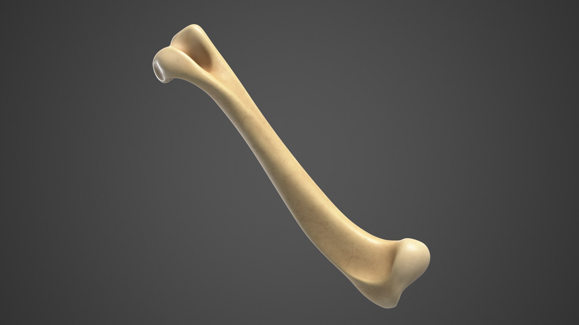 Bone Pbr 3D Model - TurboSquid 1542689